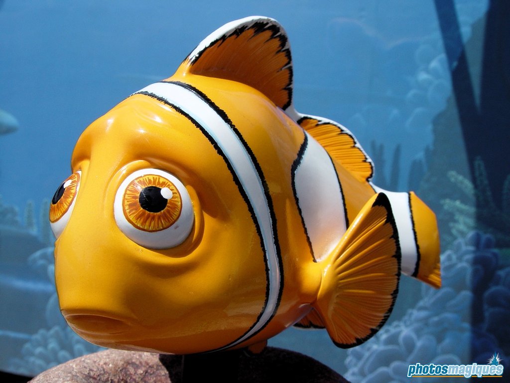 Throwback Thursday: Finding Nemo photo location – Photos Magiques